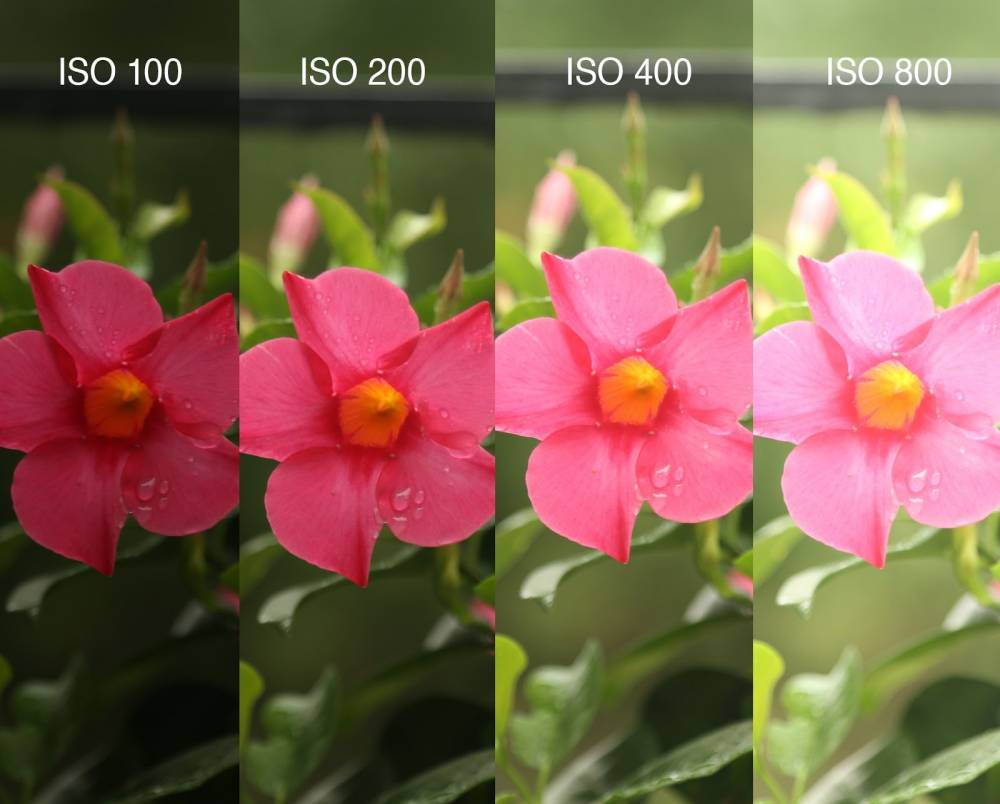 Film Speed Adelaide Film Photography Tips PhotoCo Film Speed Adelaide Film Photography Tips PhotoCo