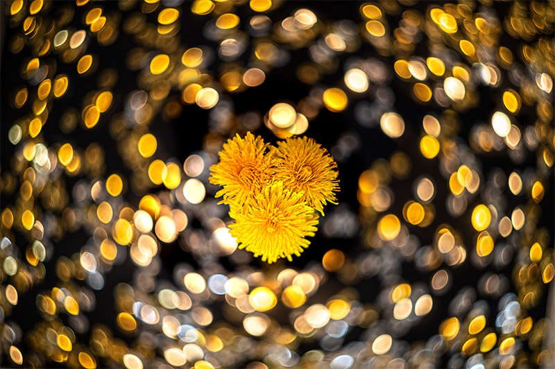 Adapting Vintage Glass? - PhotoCo Camera