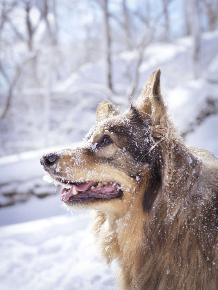 Top Tips For Dog Photography - PhotoCo Camera House